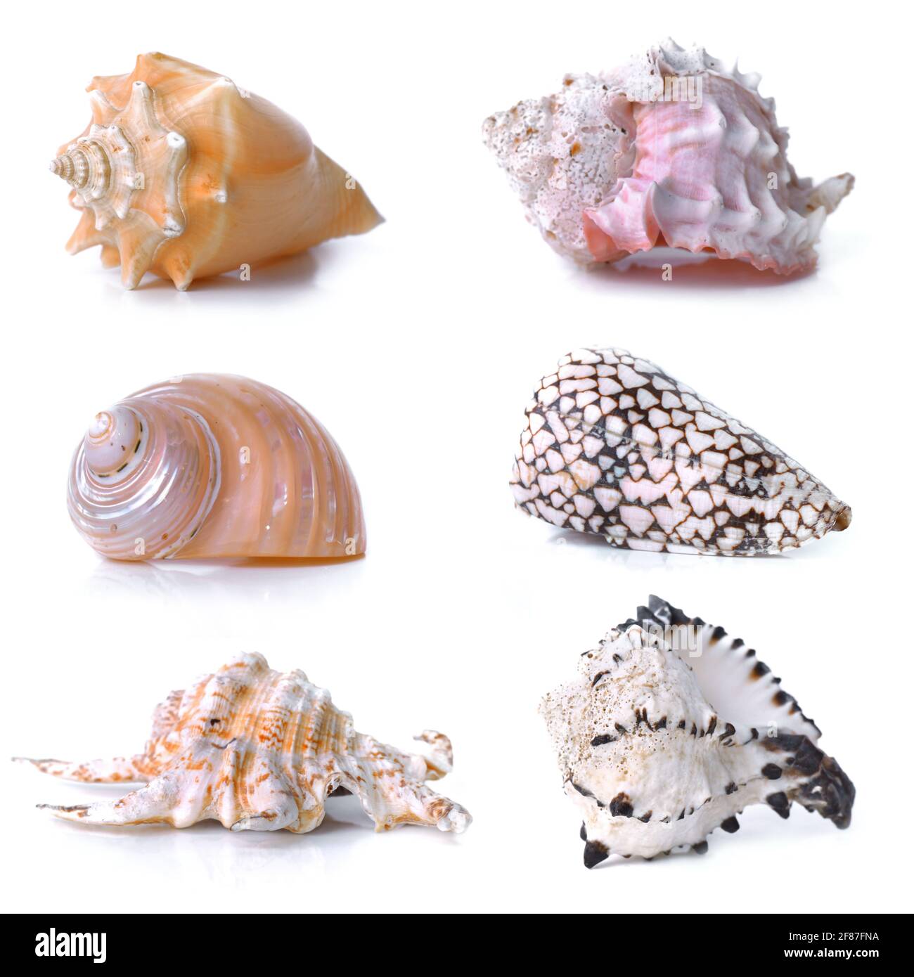 composition on white background of six tropical seashells in square ...