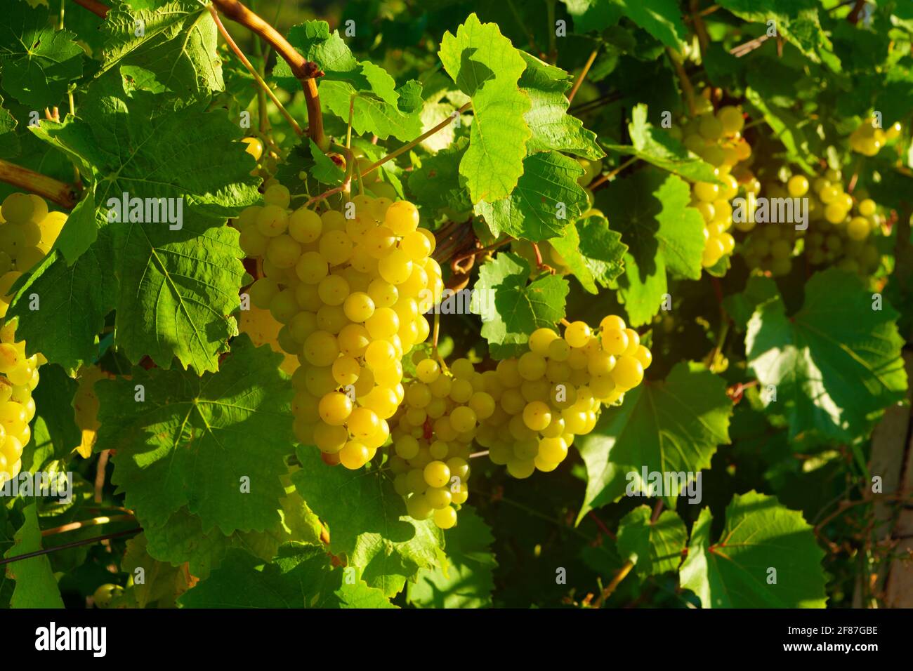 Bunch of green grapes on summer vine Stock Photo - Alamy