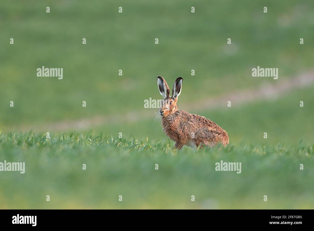 The European hare, also known as the brown hare, is a species of hare ...