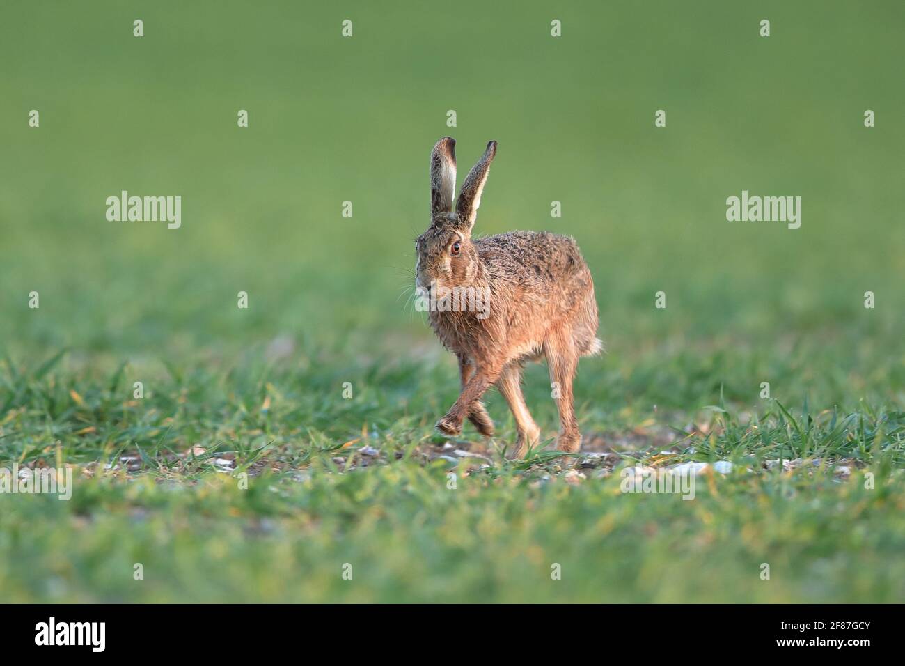 The European hare, also known as the brown hare, is a species of hare ...
