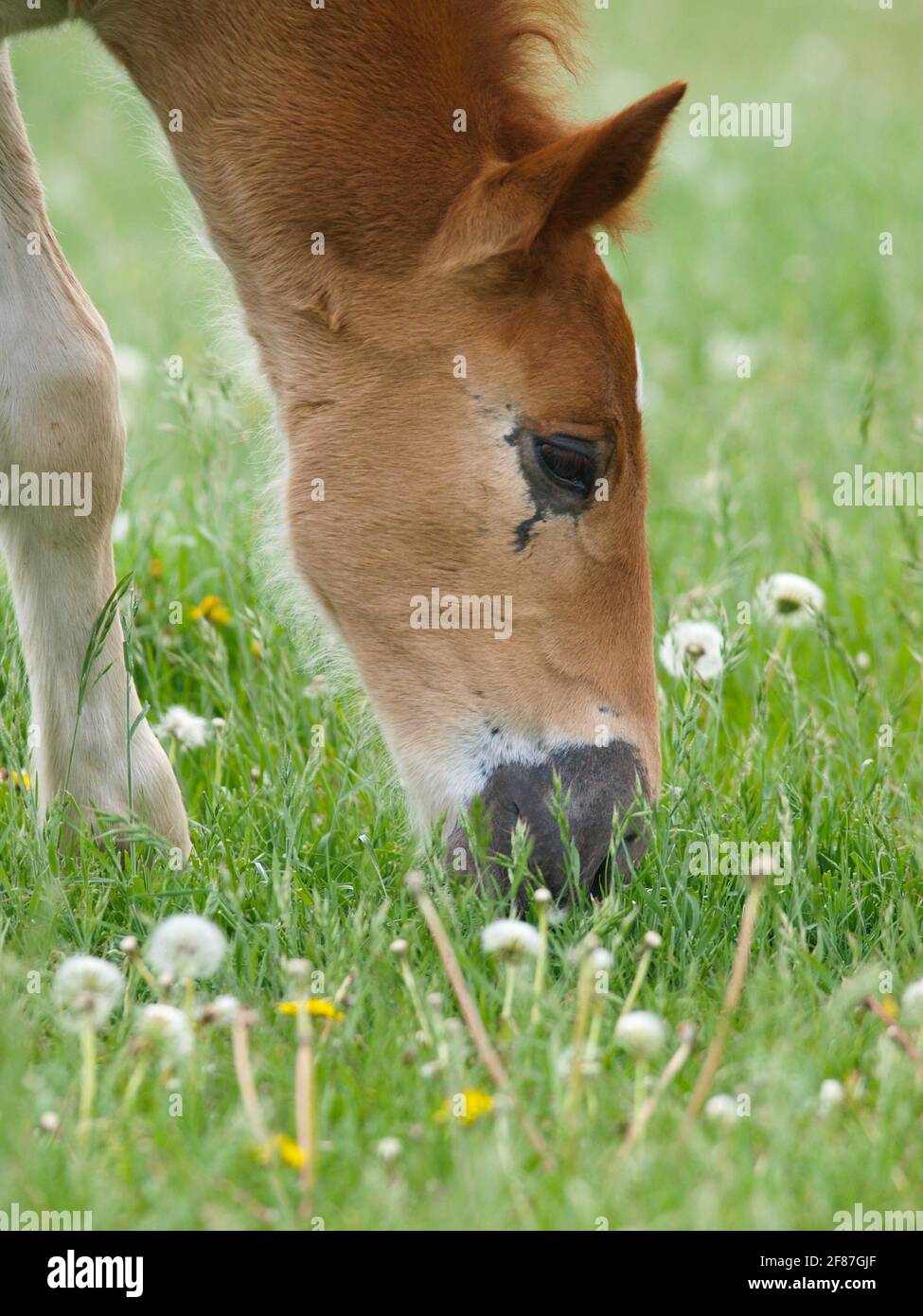 A close up of a rare breed Suffolk Punch foal eating Spring grass Stock ...