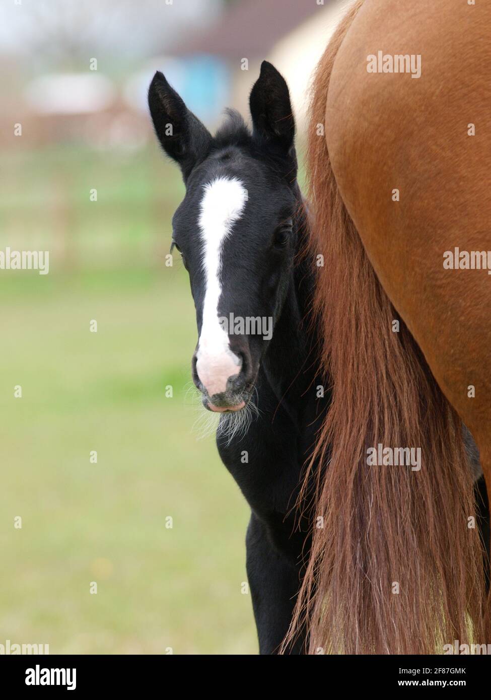 A pretty black foal with its mum in a paddock Stock Photo - Alamy