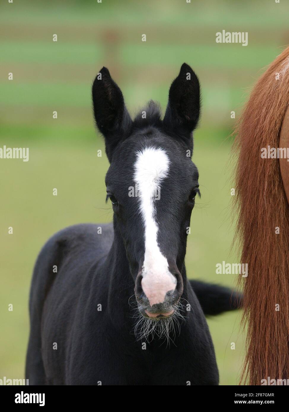 A pretty black foal with its mum in a paddock Stock Photo - Alamy