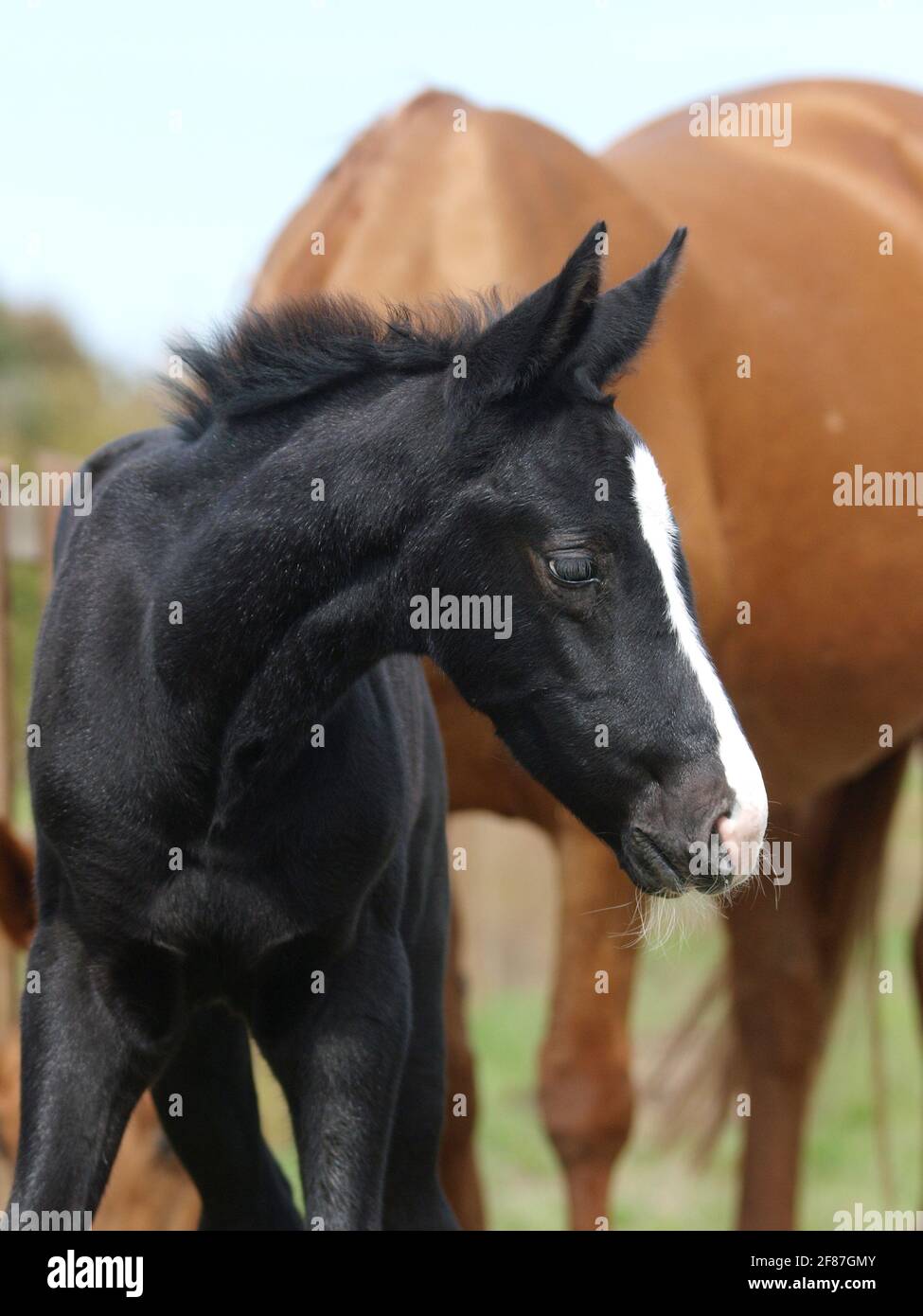 A pretty black foal with its mum in a paddock Stock Photo - Alamy