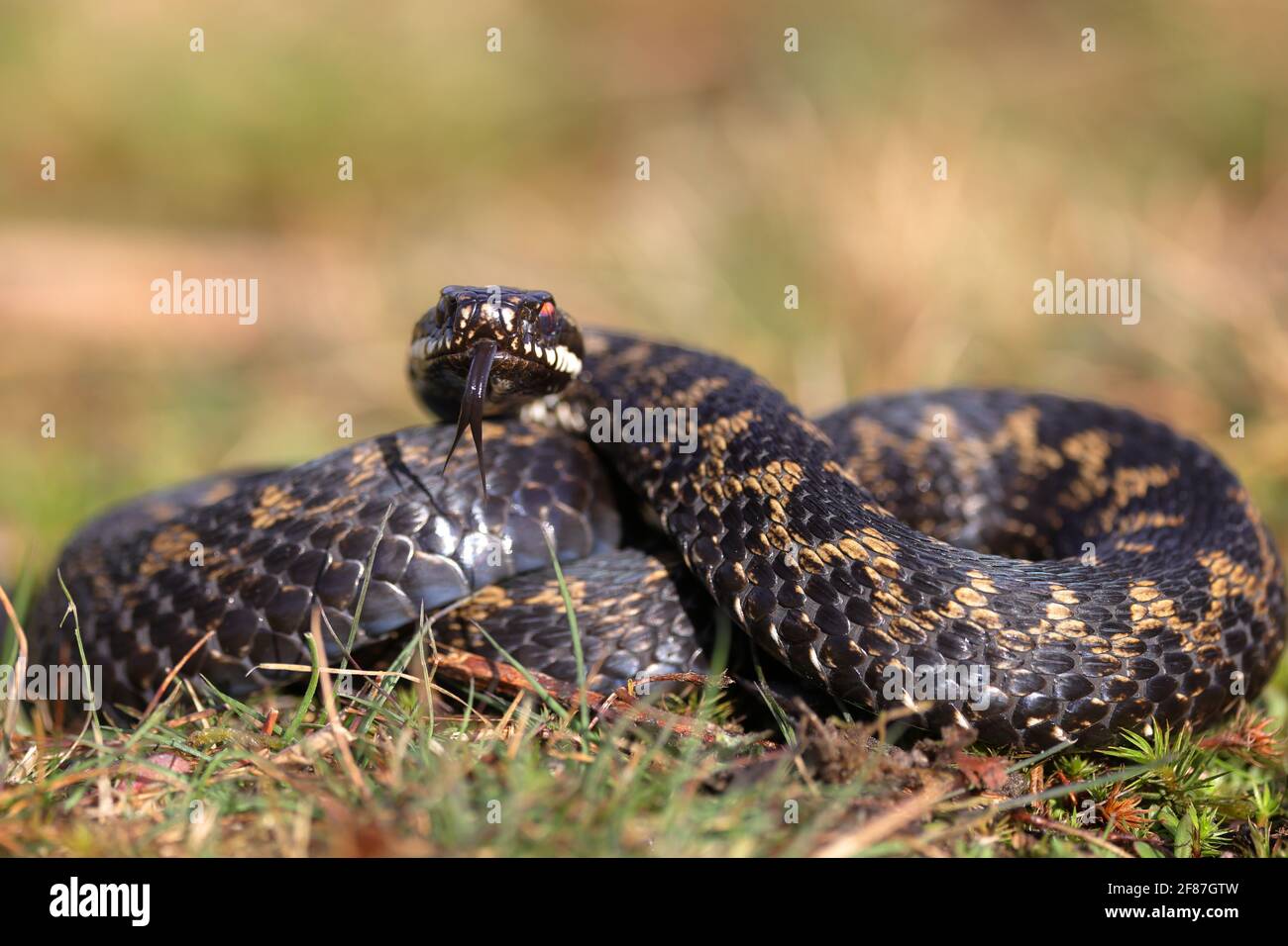 Vipera berus, the common European adder or common European viper, is a ...