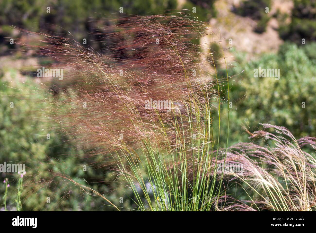 Dried Grass Blowing in the Wind in the Spanish Countryside Stock Photo ...