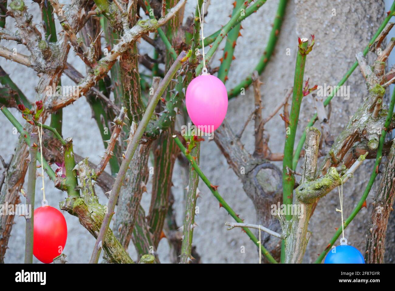 pink plastic easter egg hanging on a rose bush Stock Photo - Alamy
