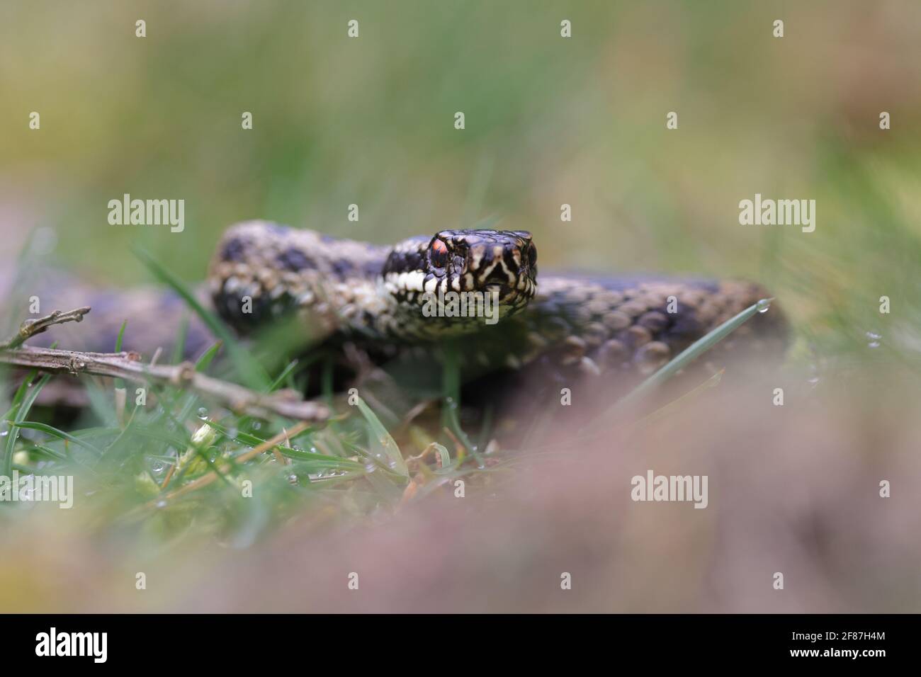 Vipera berus, the common European adder or common European viper, is a ...