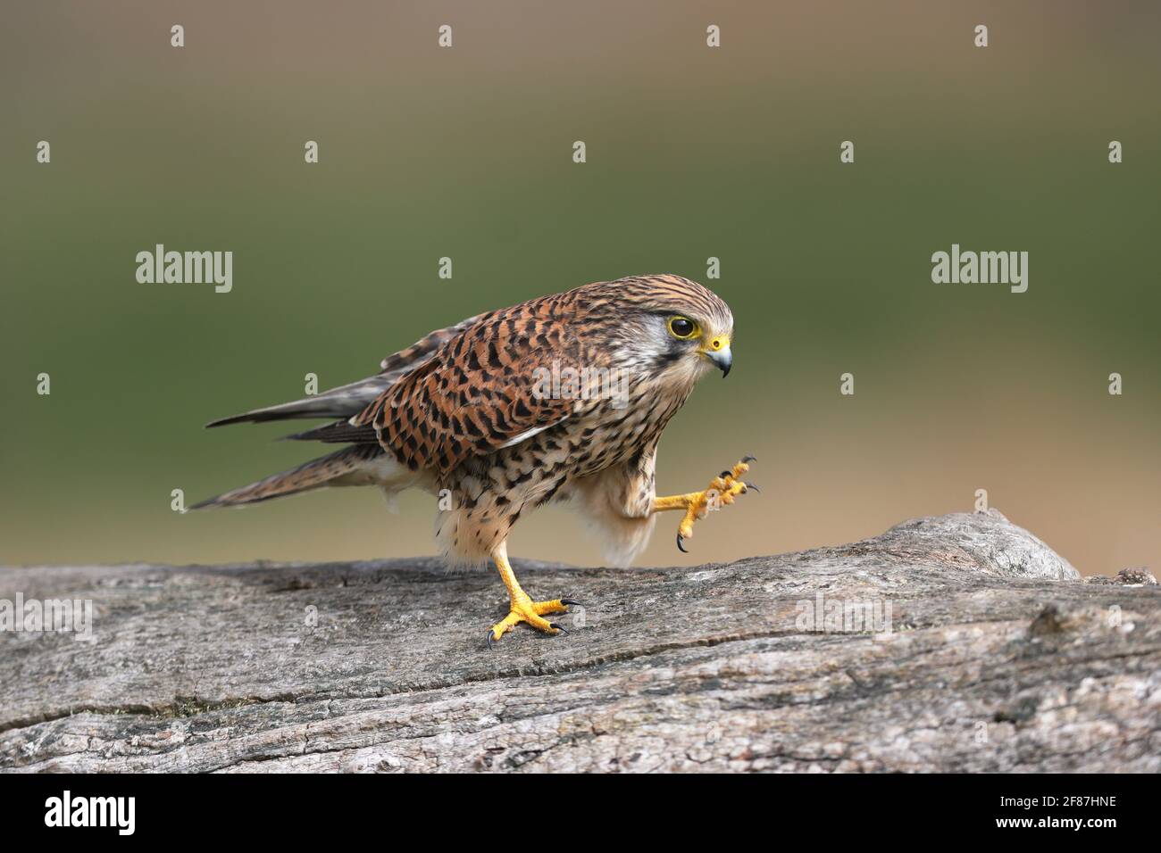 The common kestrel is a bird of prey species belonging to the kestrel ...