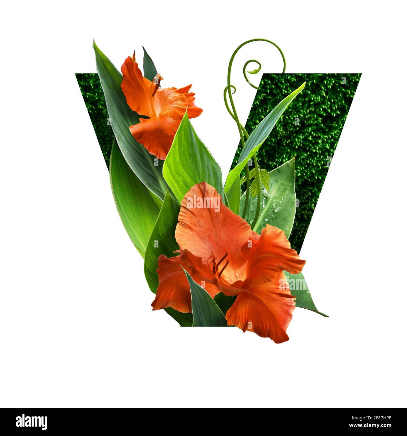 stylized font high res stock images, floral design text, letter v ...