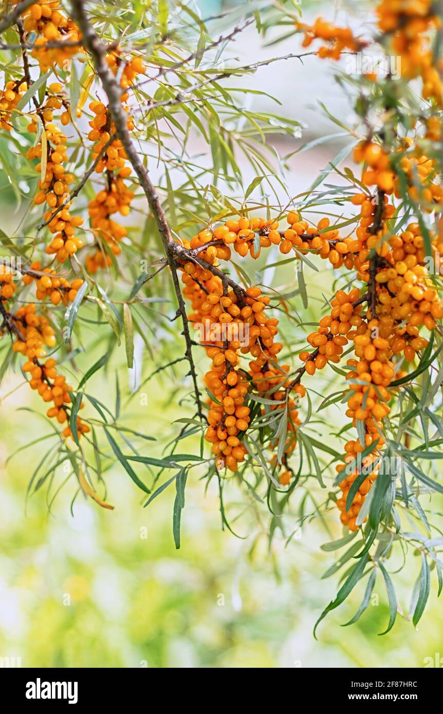 Buckthorn tree hi-res stock photography and images - Alamy