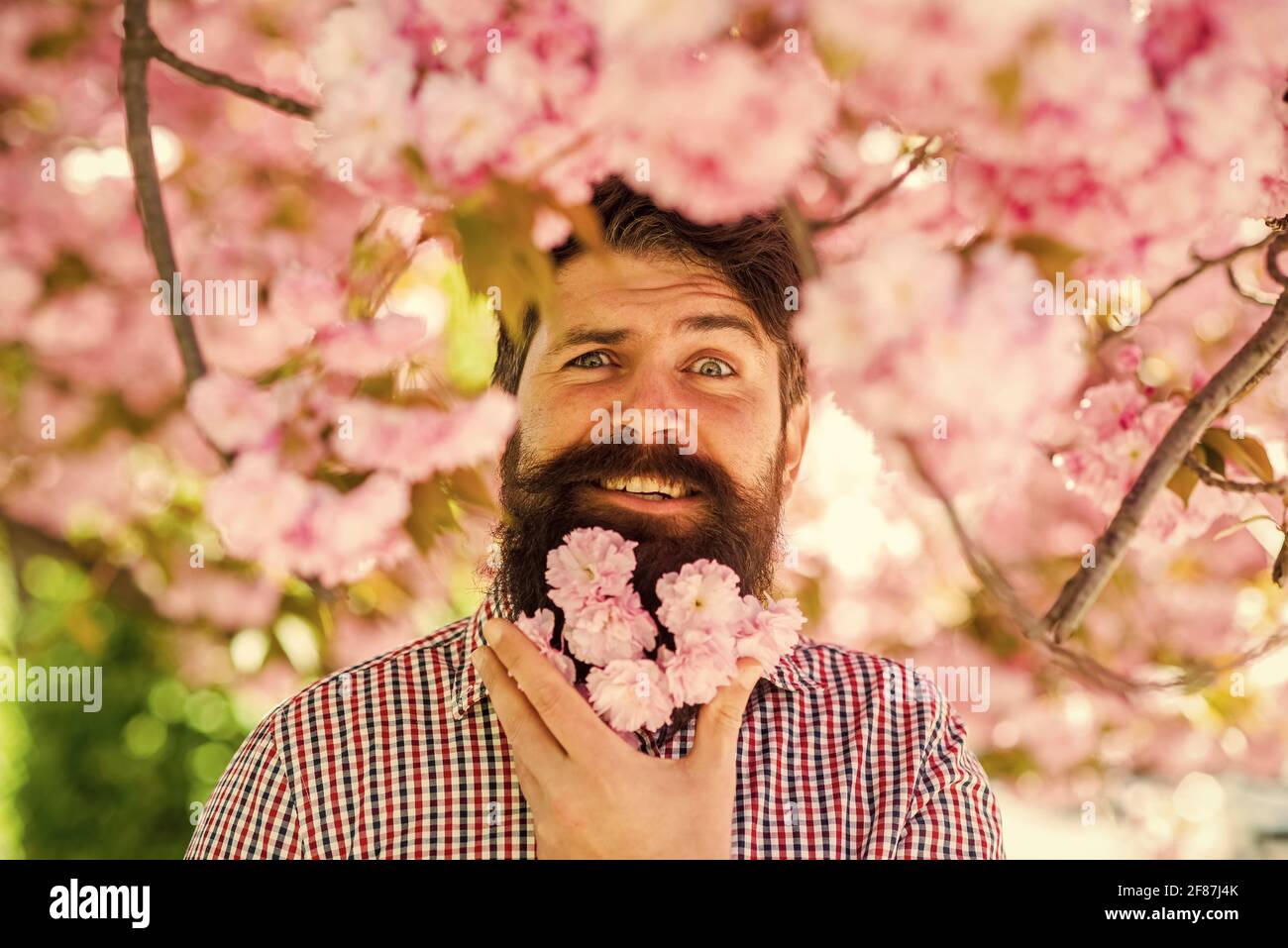 Hairstyle and beard fashion. Beautiful cherry blossom sakura in garden ...