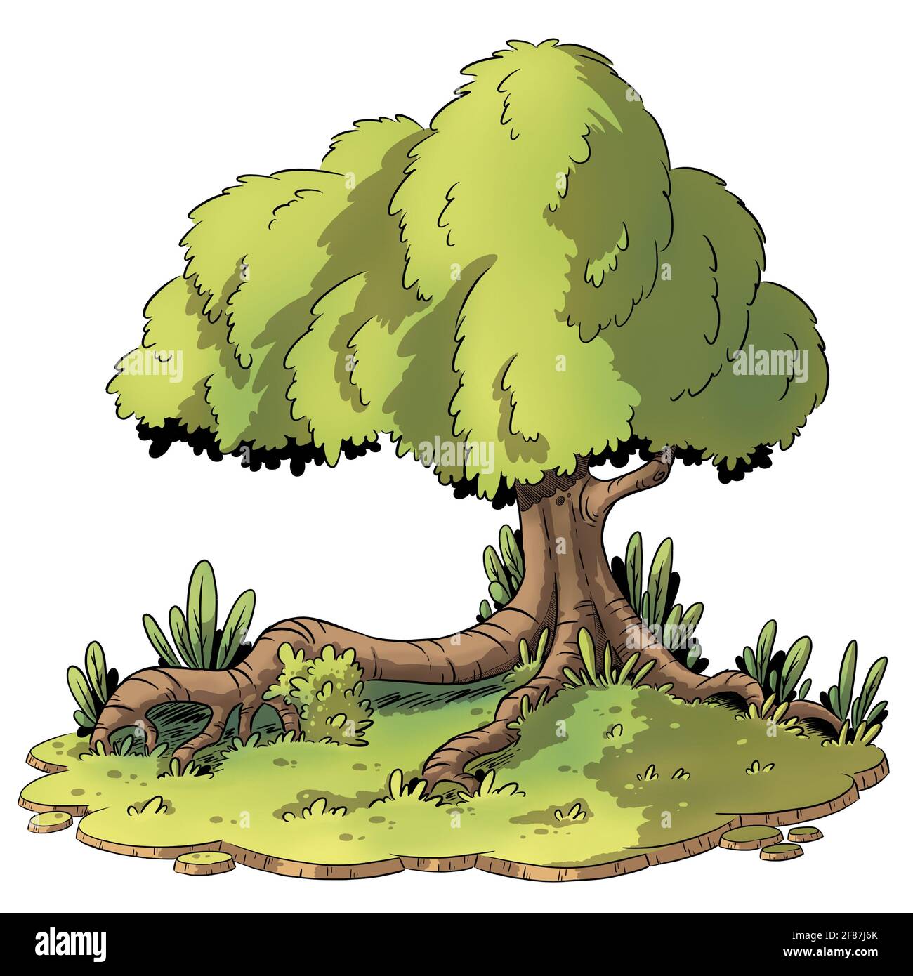 Tree With Big Roots Stock Photo - Alamy