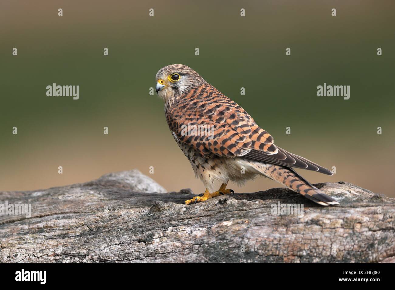 The common kestrel is a bird of prey species belonging to the kestrel ...