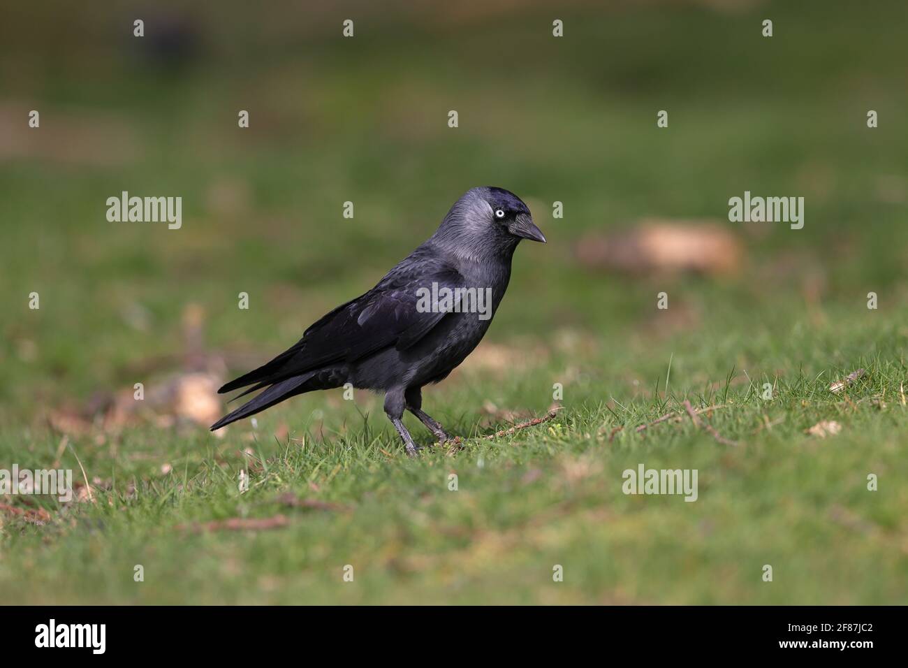 The western jackdaw, also known as the Eurasian jackdaw, the European ...
