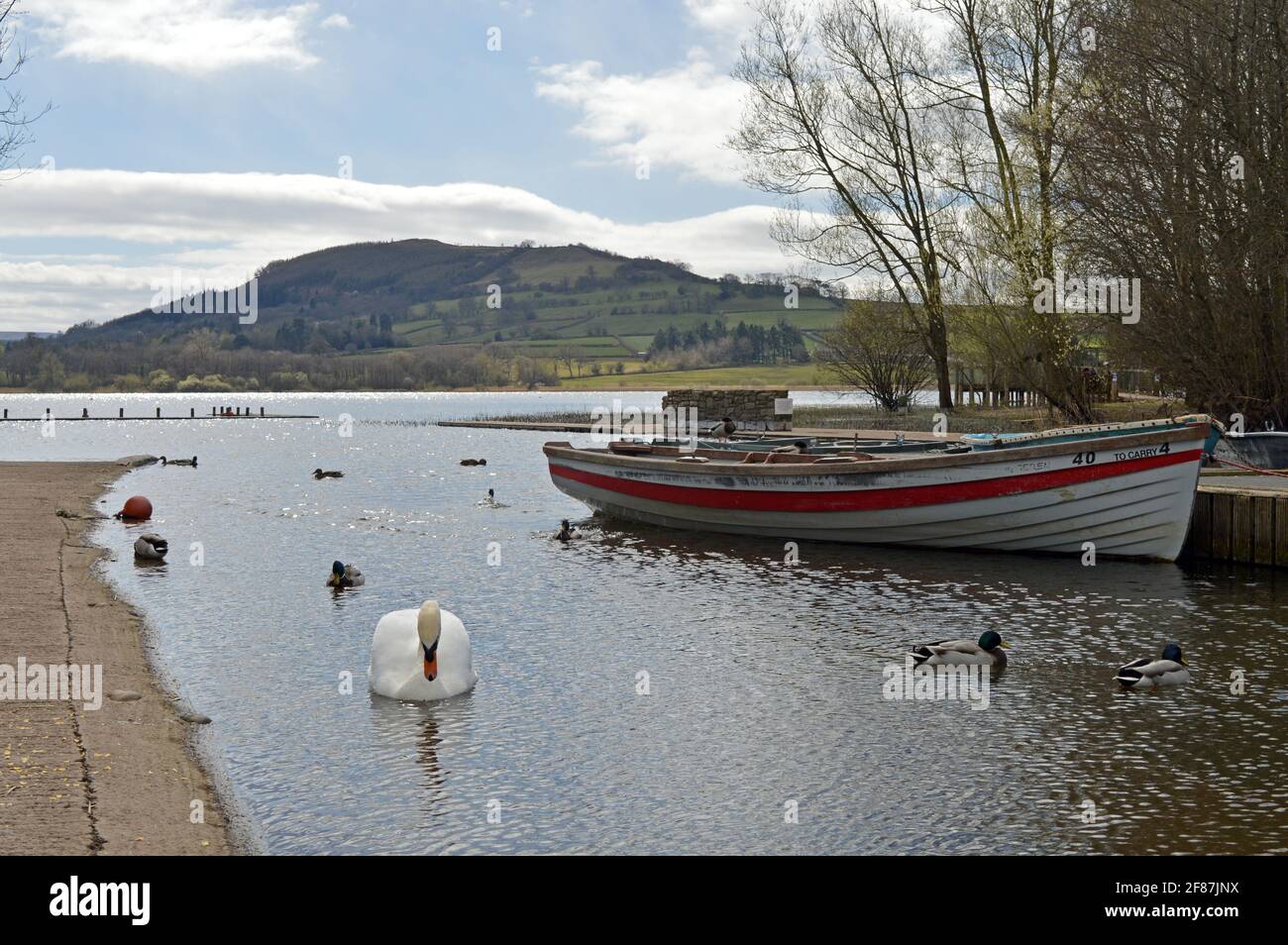 Wildlife on Llangorse Lake in spring, Brecon Beacons Stock Photo - Alamy