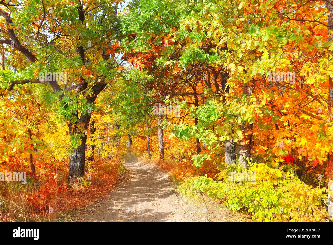 Calm fall season. Beautiful landscape with road in autumn forest ...