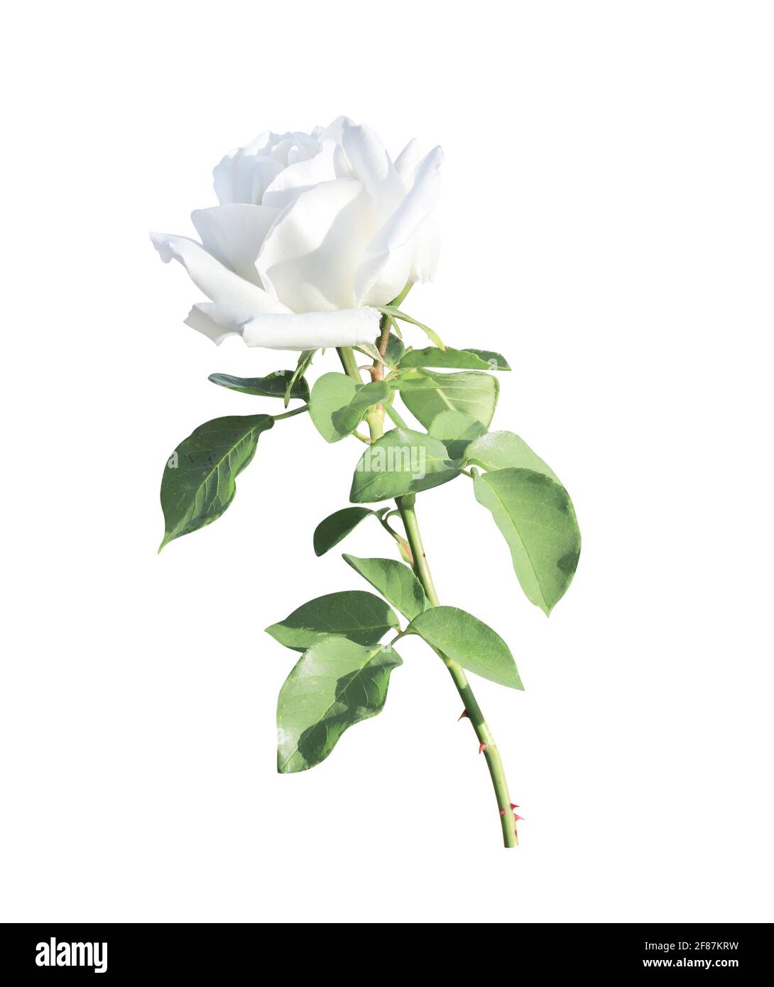 Branch of rose with one white flower. Isolated on white background ...