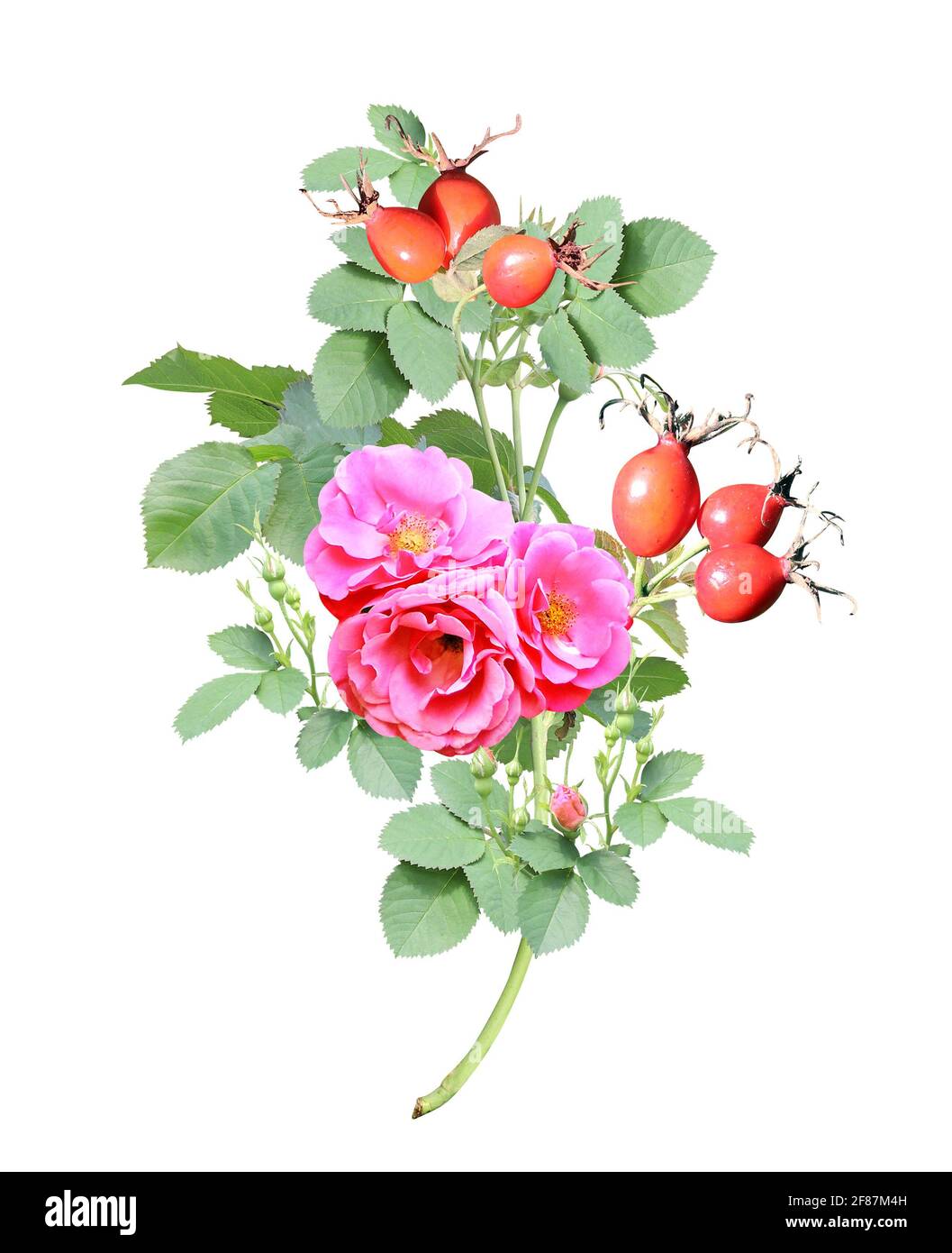 Branch of Dog rose with red flowers and berries. Sprig of Rose hip ...