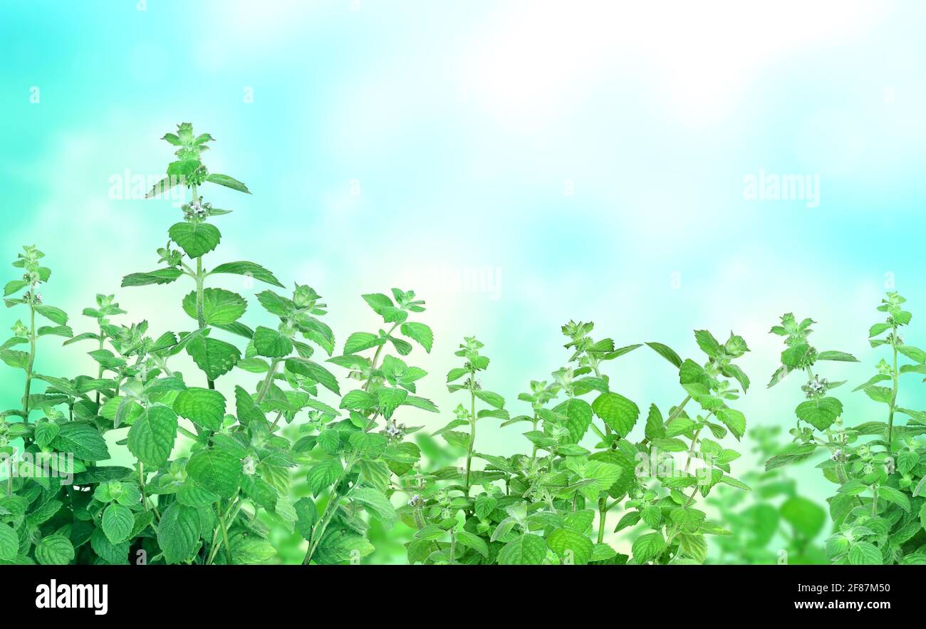 Branches of peppermint. Horizontal banner with beautiful green mint leaves on sunny blue sky ...