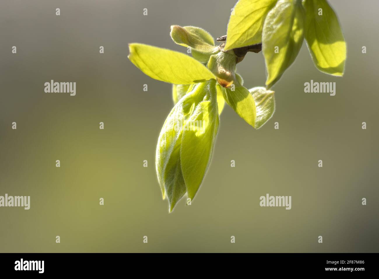 New Leaves and Buds in Persimmon Garden. Tiny New Grown Leaves Emerging ...