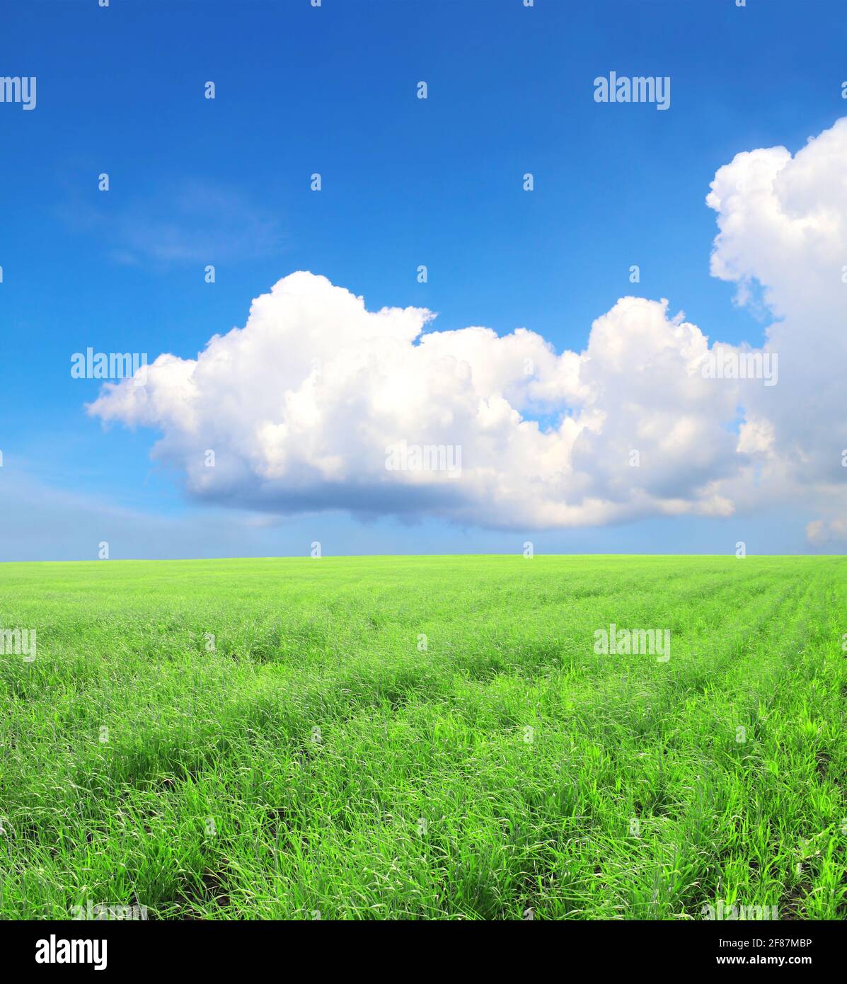 Summer landscape with field of green fresh grass under blue sky. Meadow ...