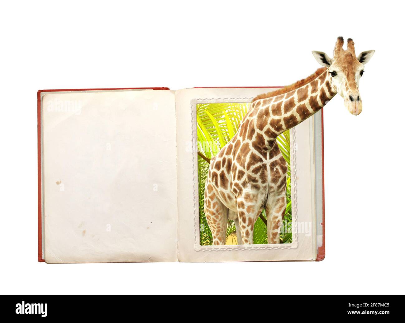 Giraffe in photo with 3d effect on open book. Stereoscopic effect ...