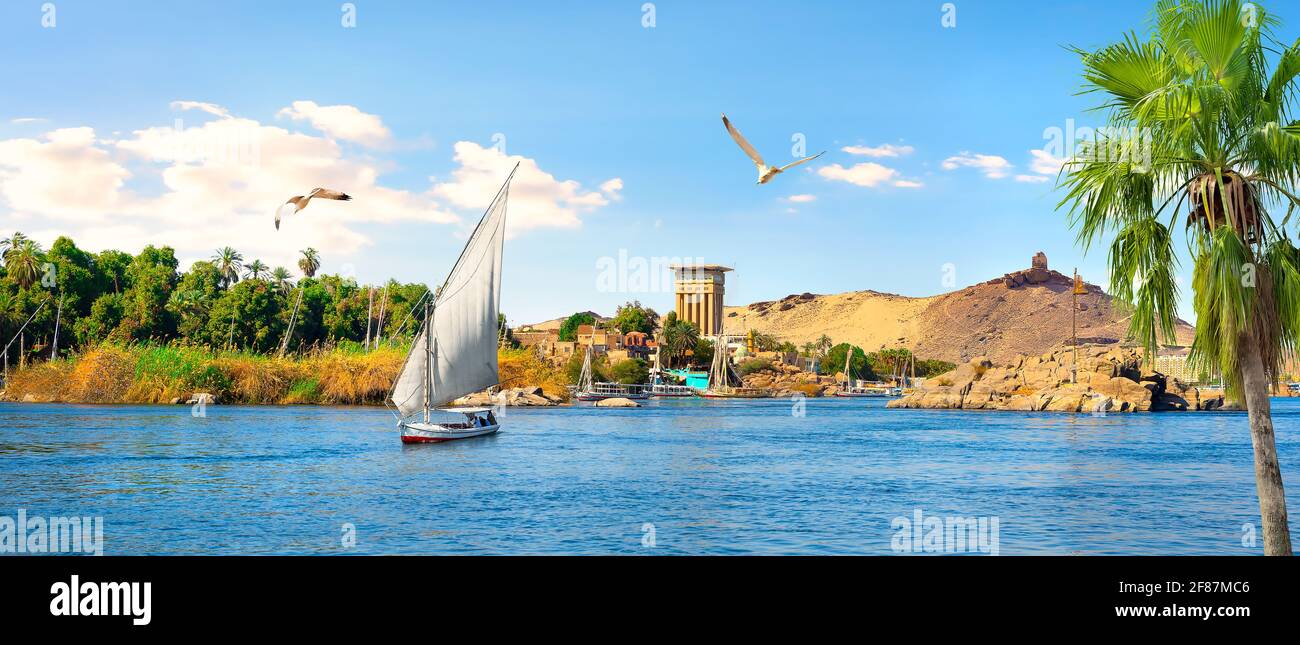Scenic view majestic bird hi-res stock photography and images - Alamy