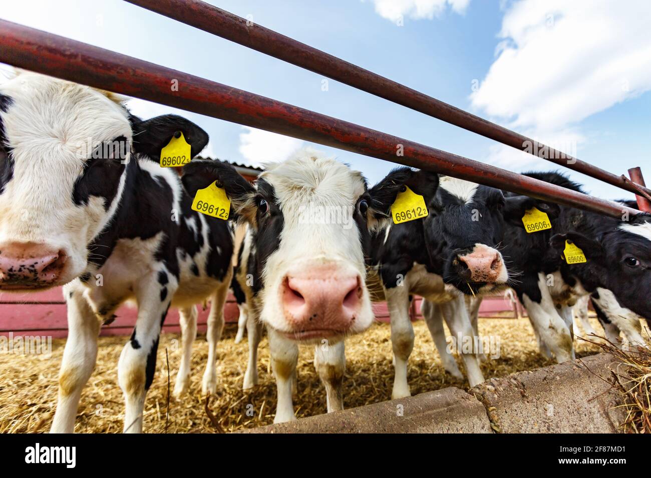 Livestock cow farm. Herd of black white cows are looking at the camera ...
