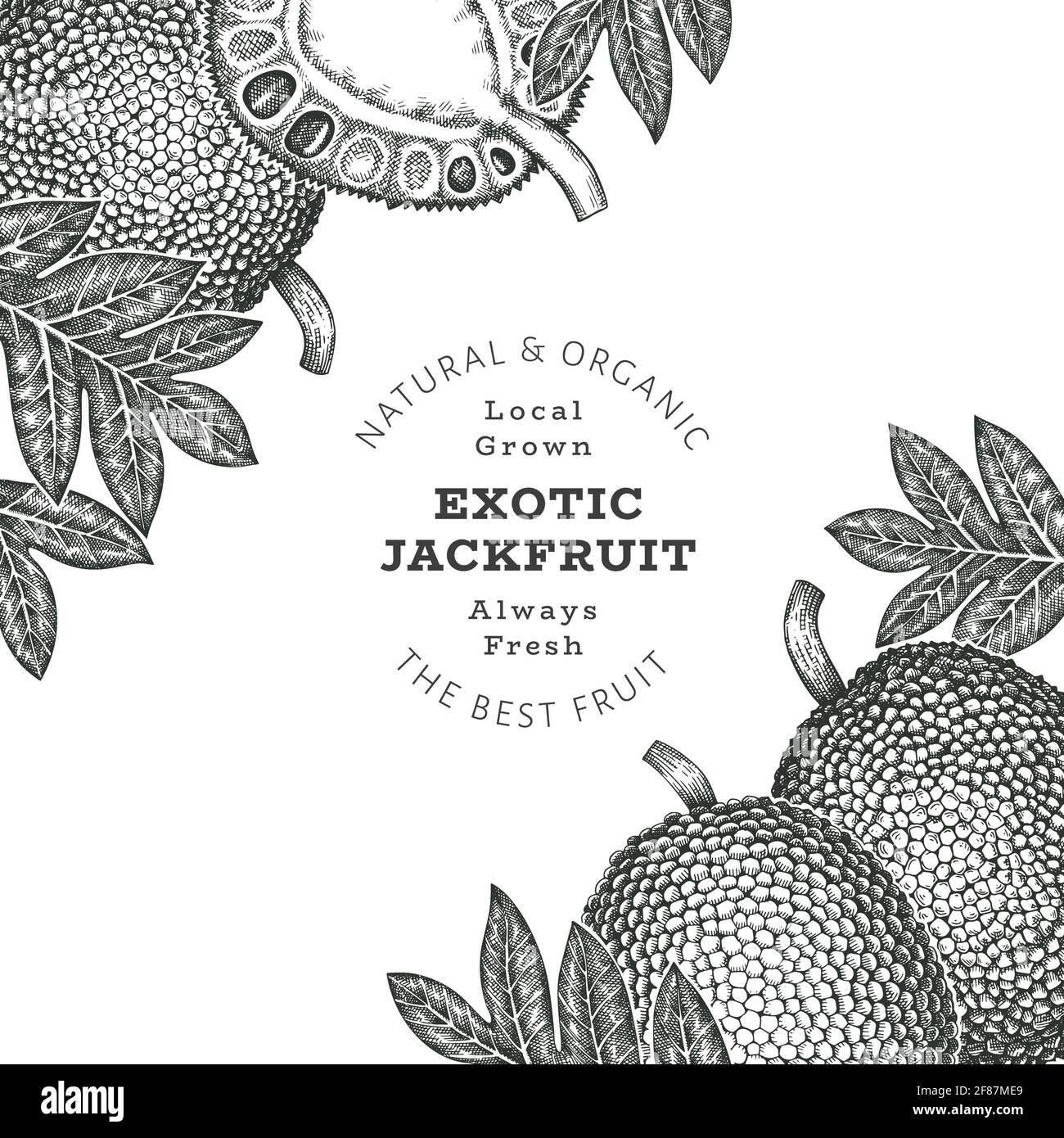 Hand drawn sketch style jackfruit banner. Organic fresh fruit vector ...