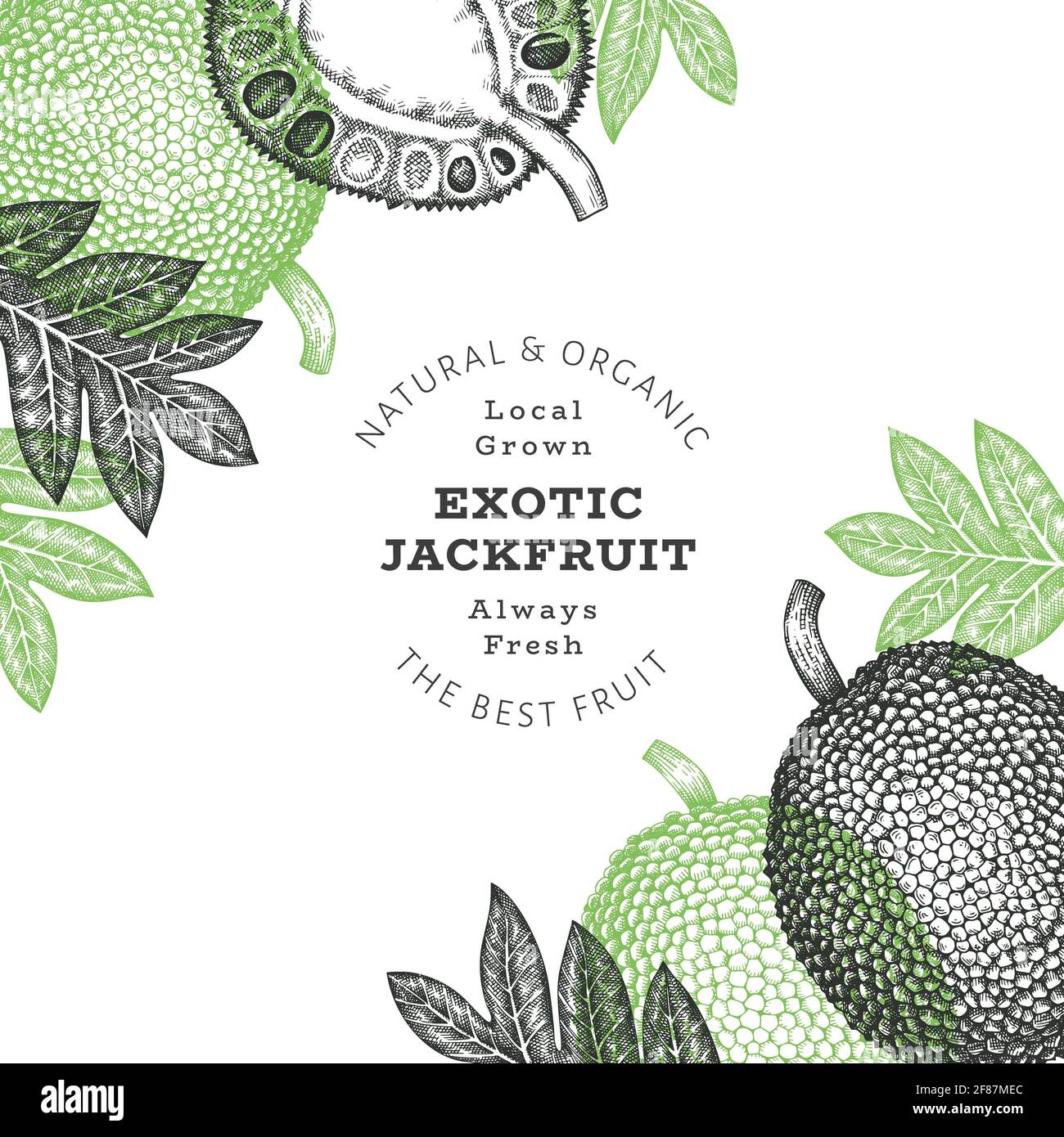 Hand drawn sketch style jackfruit banner. Organic fresh fruit vector ...