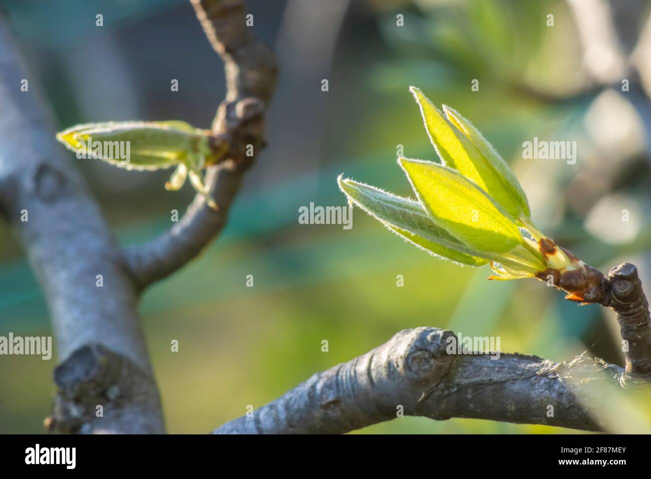 Pear leaves opening hi-res stock photography and images - Alamy