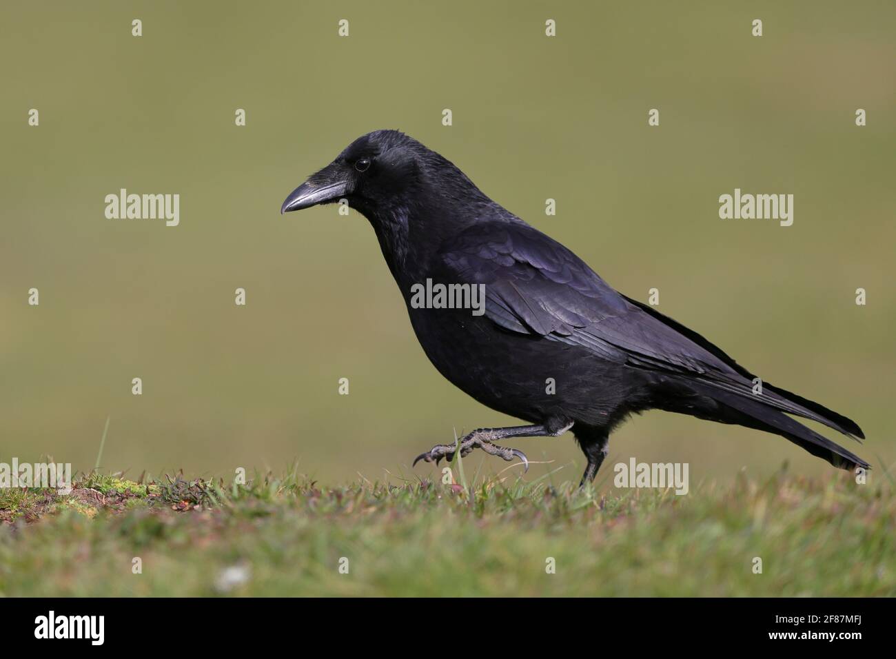 The carrion crow is a passerine bird of the family Corvidae and the ...