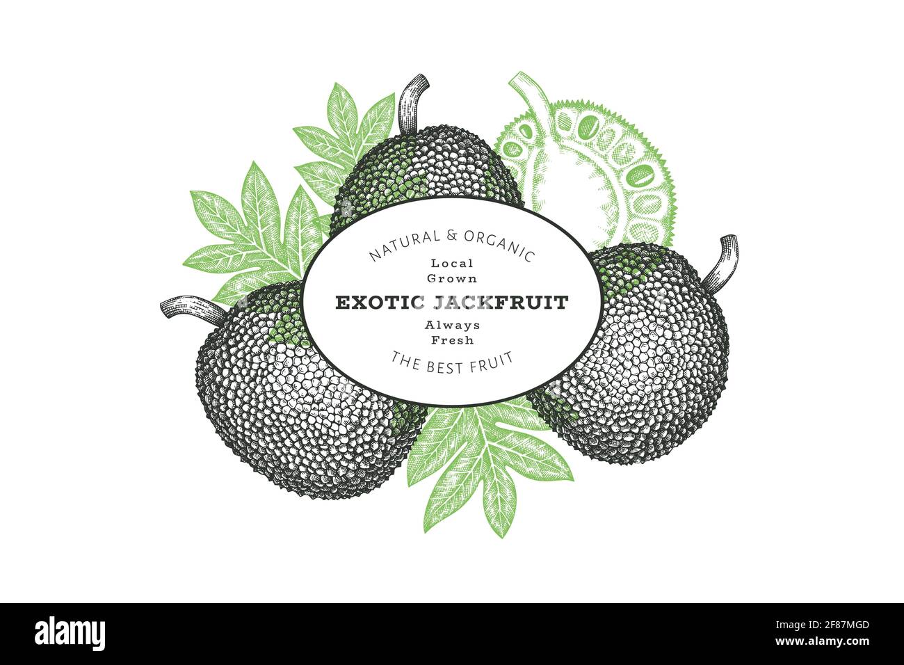 Hand drawn sketch style jackfruit banner. Organic fresh fruit vector ...