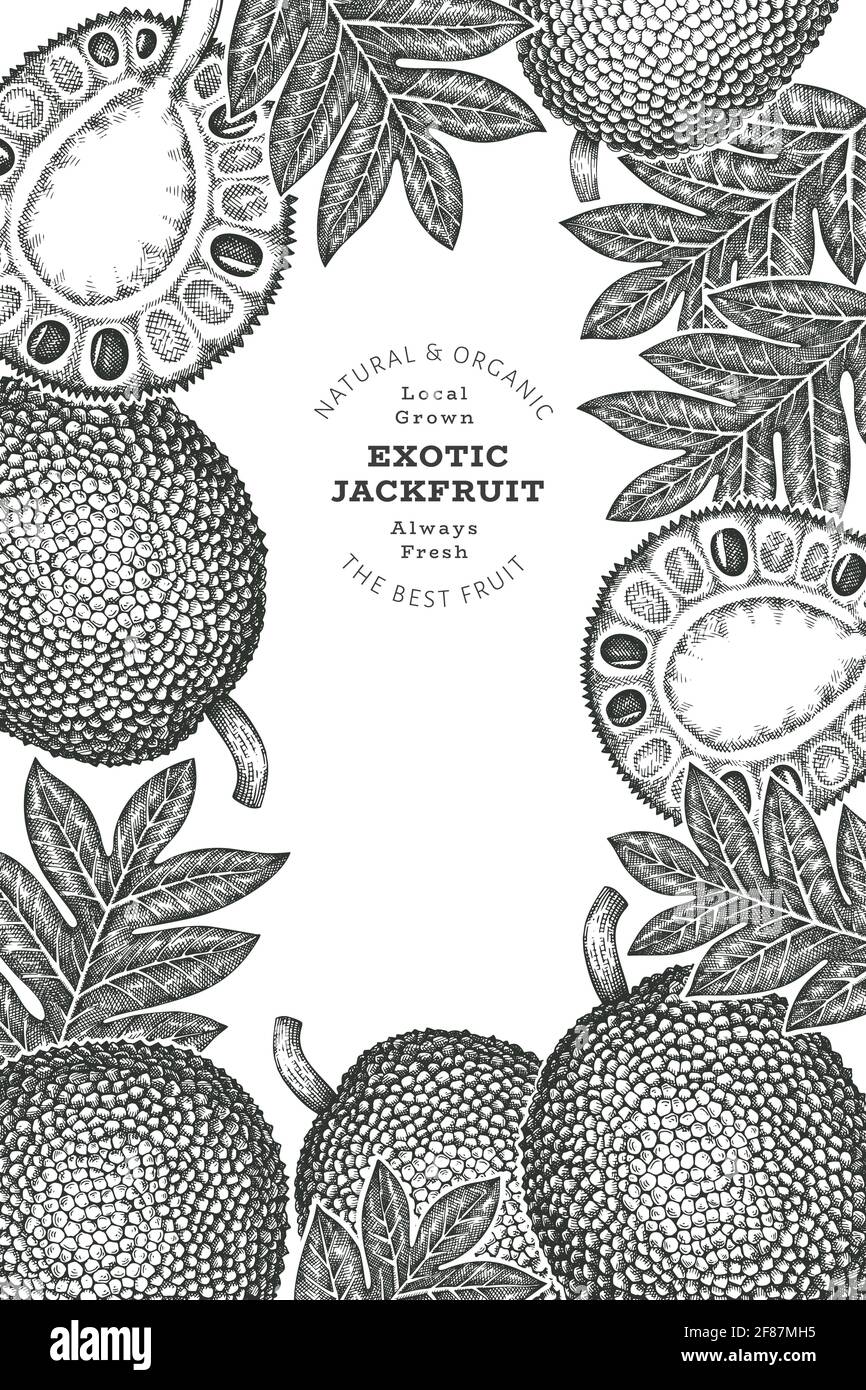 Hand drawn sketch style jackfruit banner. Organic fresh fruit vector ...