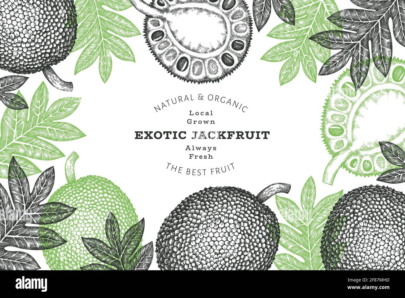 Hand drawn sketch style jackfruit banner. Organic fresh fruit vector ...