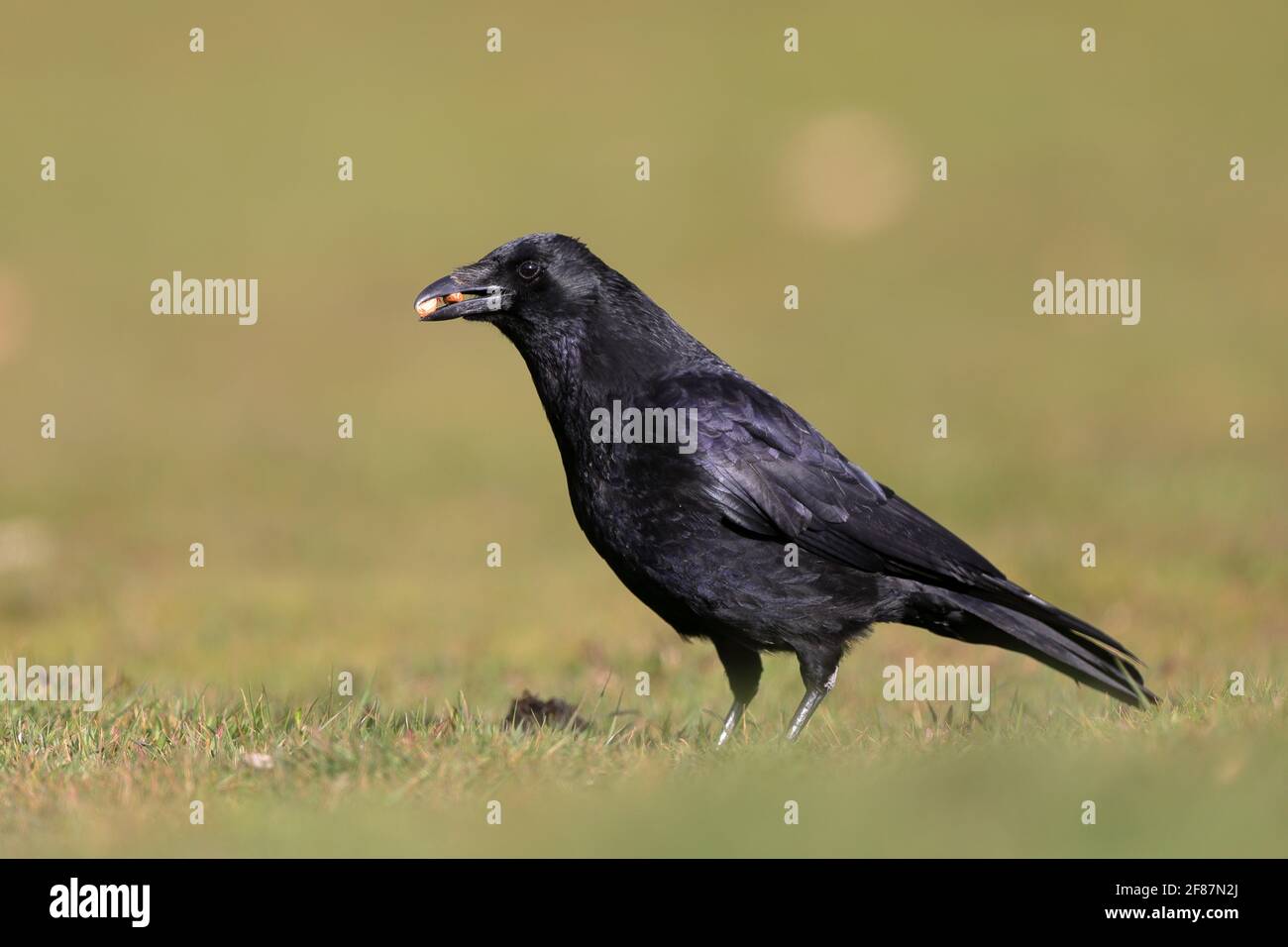 The carrion crow is a passerine bird of the family Corvidae and the genus Corvus which is native ...