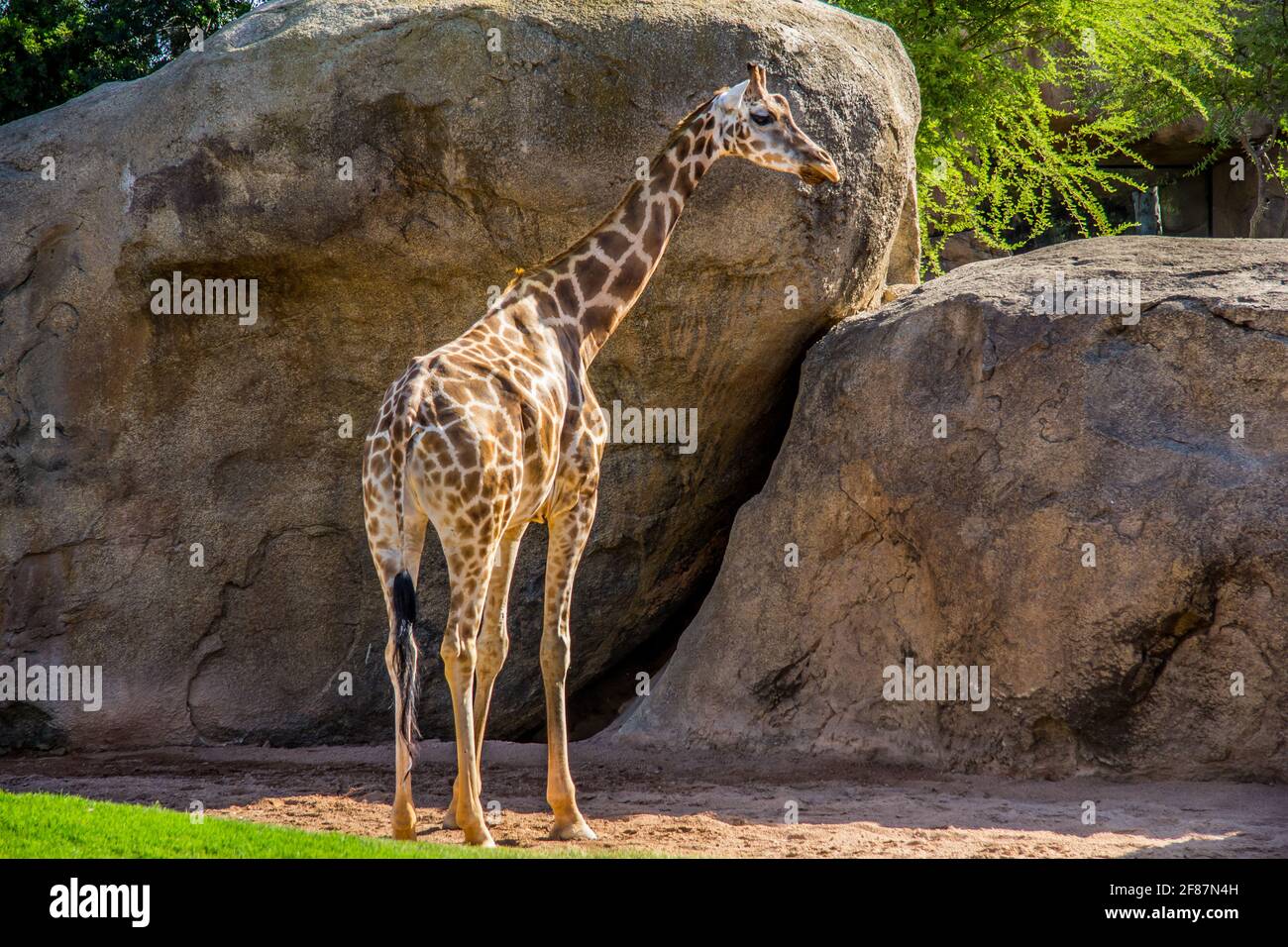 A young giraffe hi-res stock photography and images - Alamy