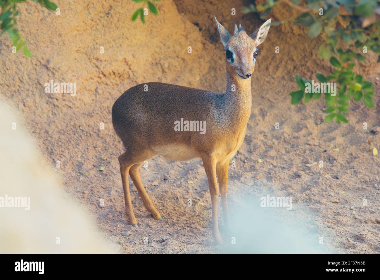 Dik dik deer hi-res stock photography and images - Alamy