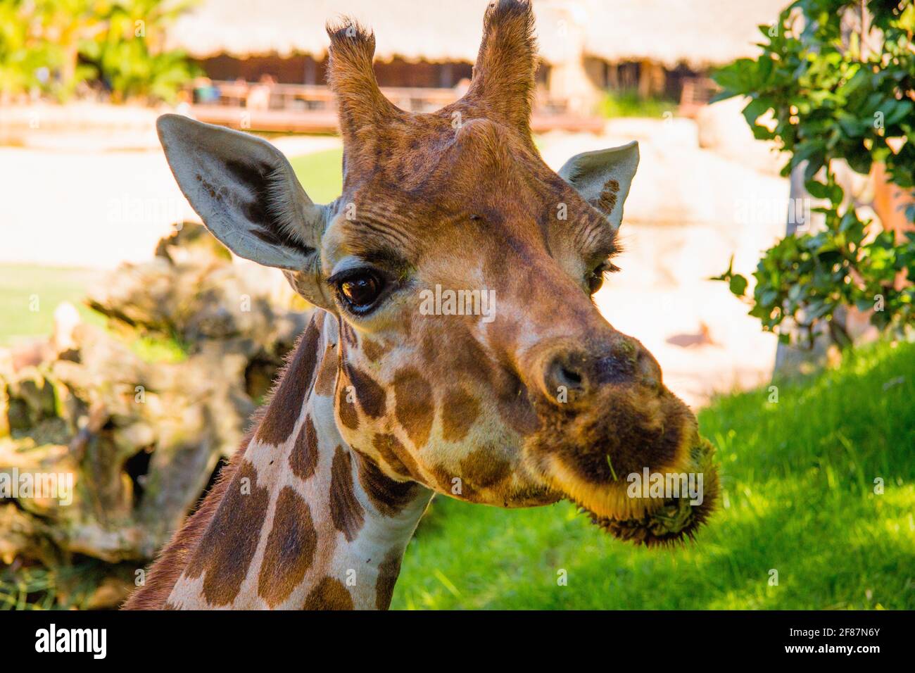 Giraffe rocks hi-res stock photography and images - Alamy