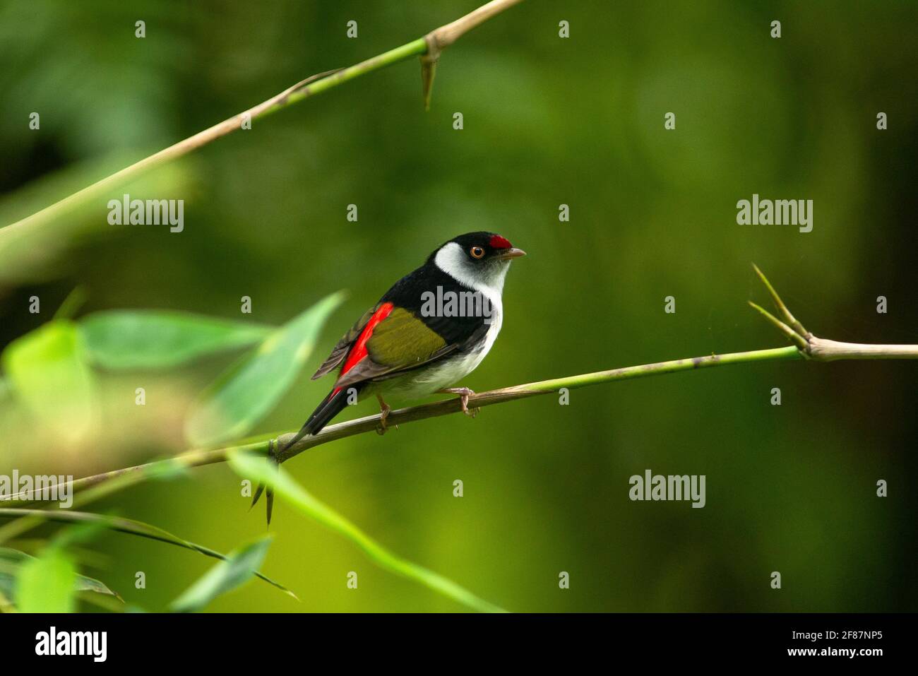 A male Pin-tailed manakin (Ilicura militaris) from the Atlantic ...