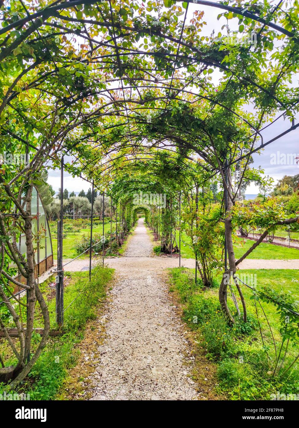 rose garden pergola walking path Stock Photo - Alamy
