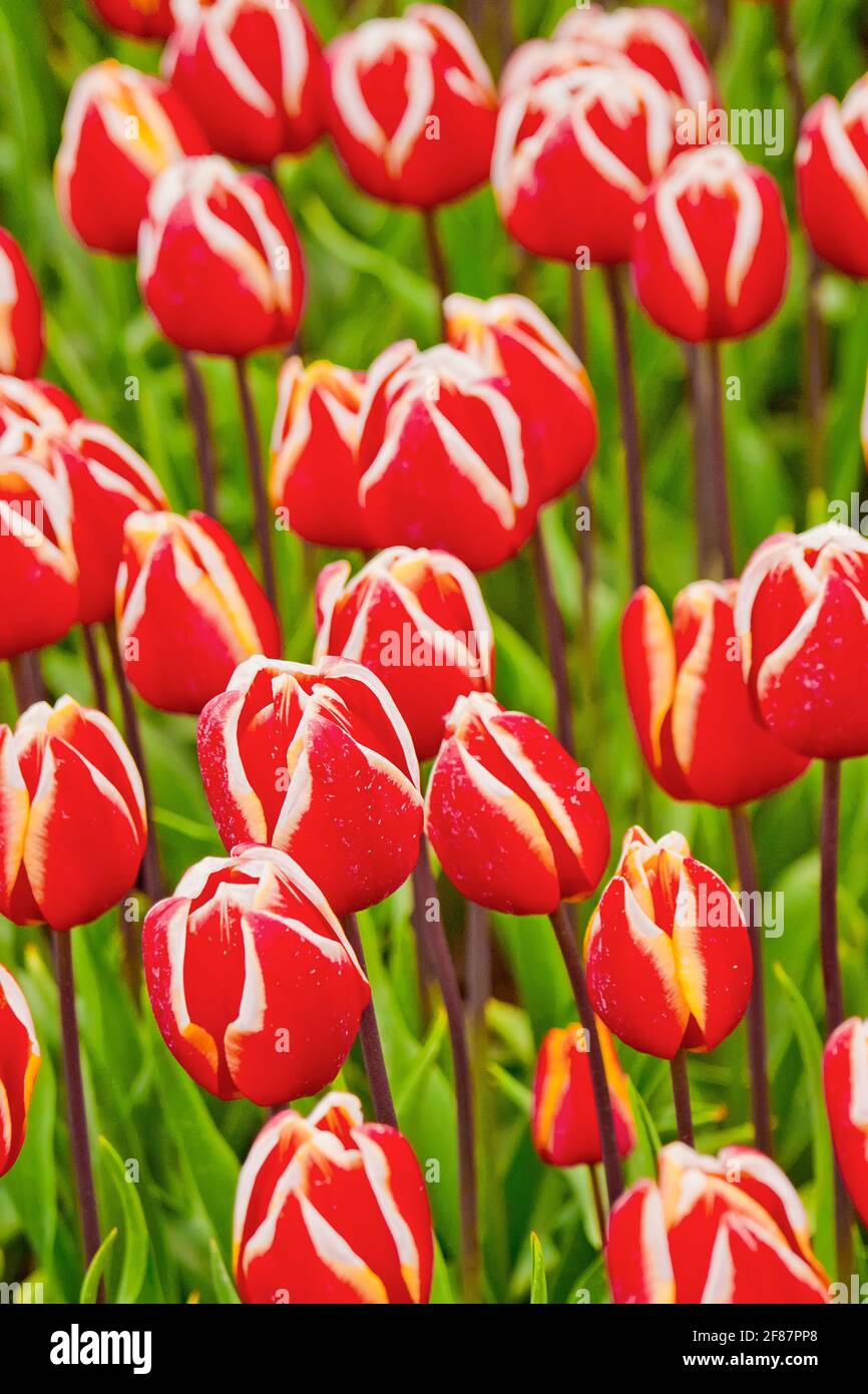 Colorful Tulips Fields, Holland, Netherlands, Europe Stock Photo - Alamy