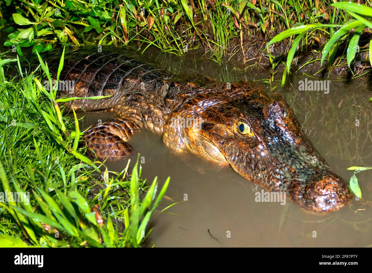 Spectacled Caiman, White Caiman, Common Caiman, Caiman crocodilus ...
