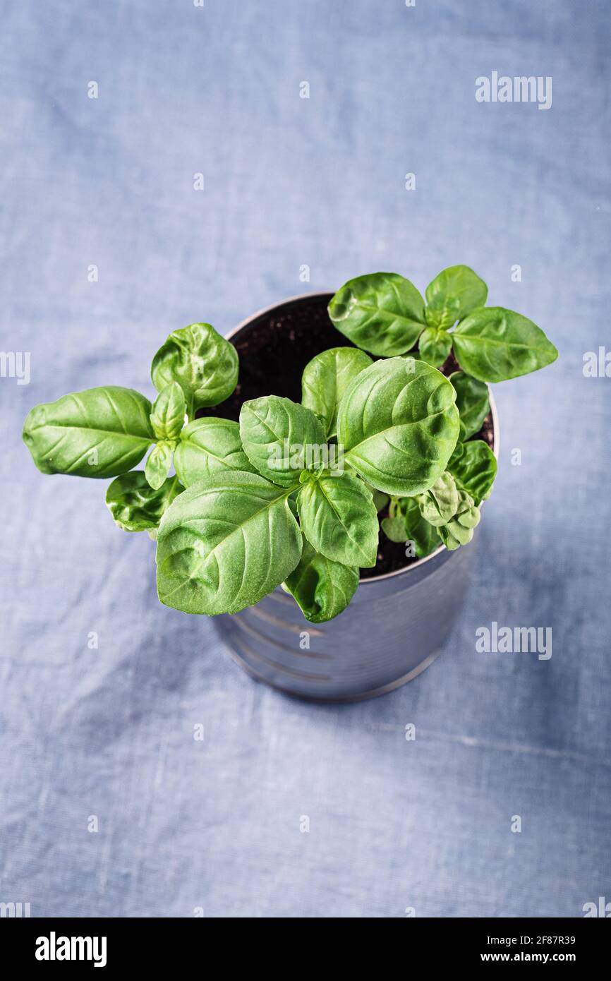 Basil in clay pot hi-res stock photography and images - Alamy