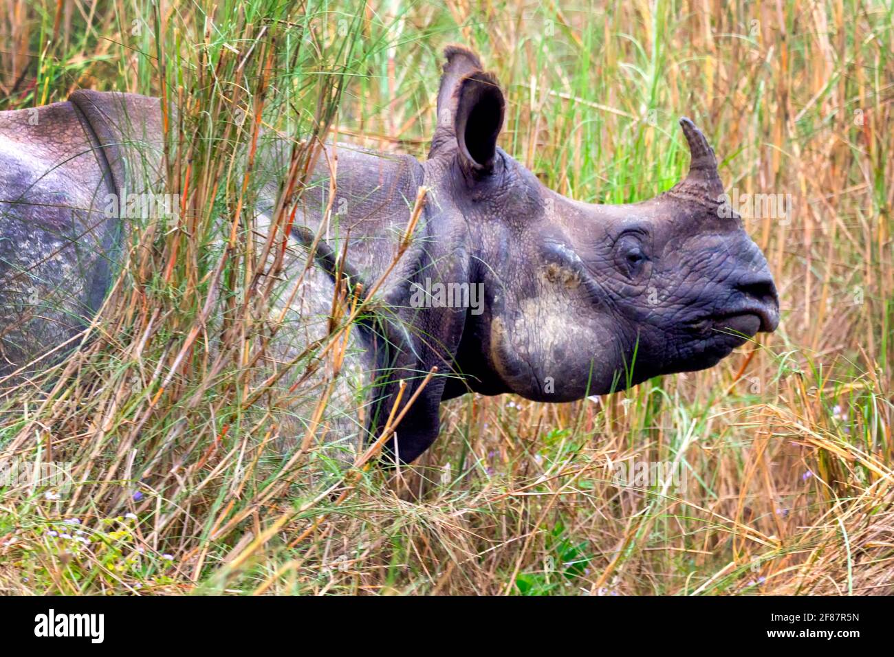 Greater One-horned Rhinoceros, Indian Rhinoceros, Asian Rhino ...