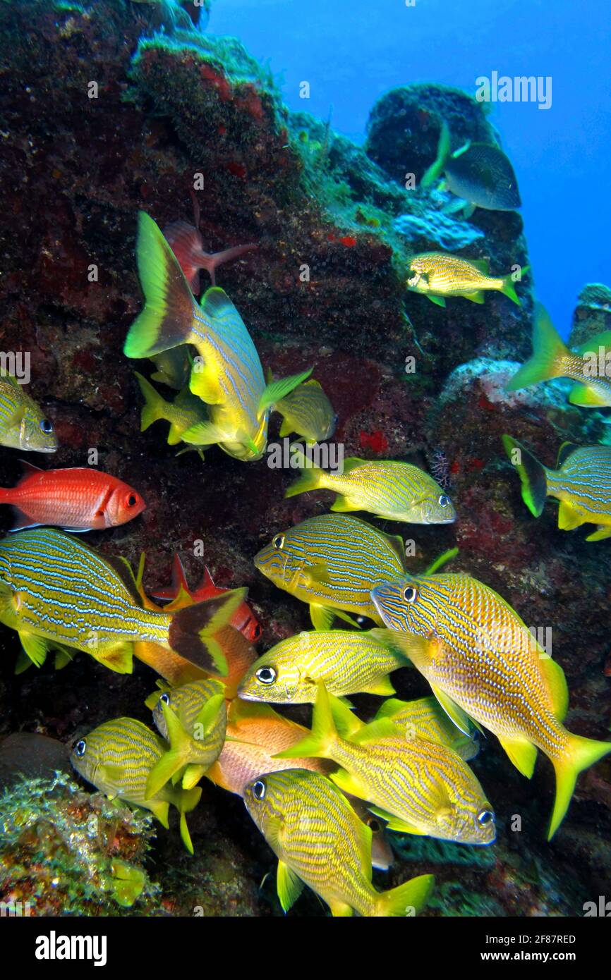 White Grunt, Common Grunt, Haemulon plumierii, Coral Reef, Caribbean ...