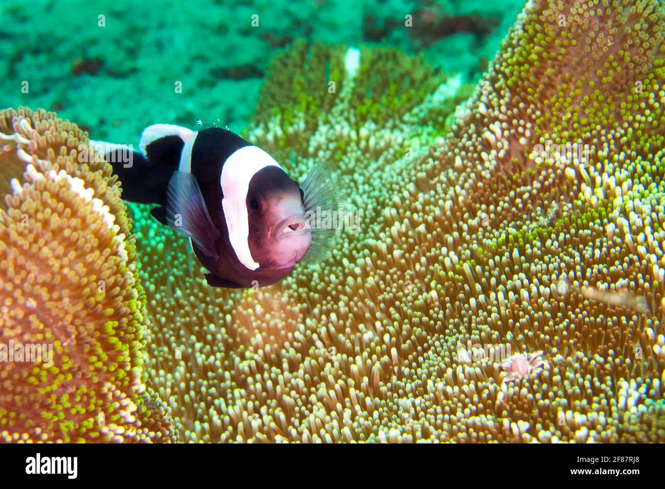 Panda Clownfish, Amphiprion polymnus, Clownfish, Anemonefish ...
