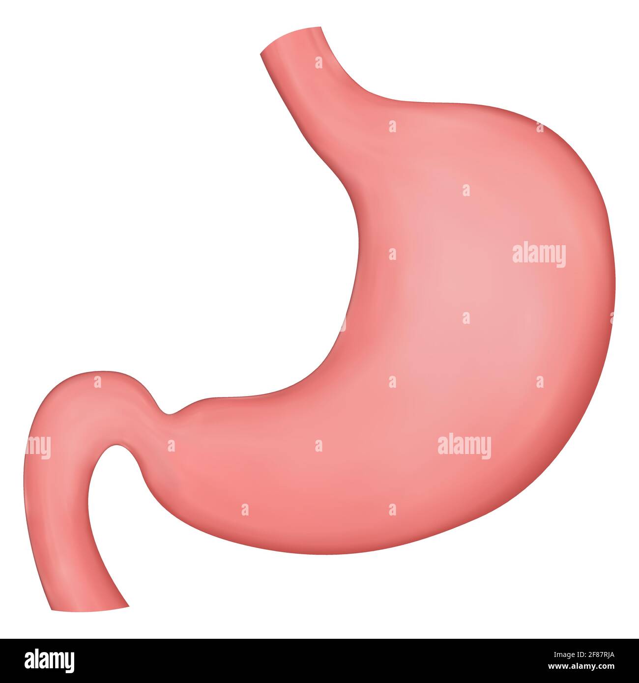Vector realistic illustration of stomach. Element for medical brochures ...