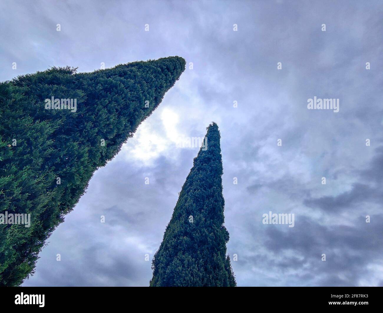 cypress tree bottom to up view cloudy sky Stock Photo - Alamy